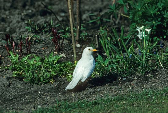 Blackbird Turdus Merula Albinistic White Editorial Stock Photo - Stock ...