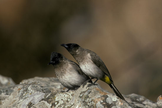 Common Bulbul Pycnonotus Barbatus Adult Pair Editorial Stock Photo ...