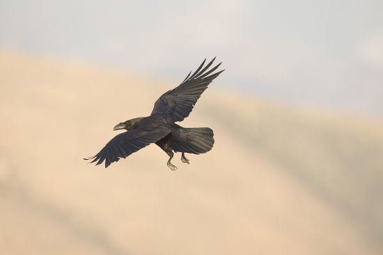 Canary Islands Raven Corvus Corax Tingitanus Editorial Stock Photo ...