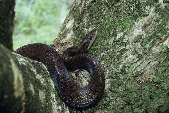 Rainbow Boa Epicrates Cenchris On Branch Editorial Stock Photo - Stock ...