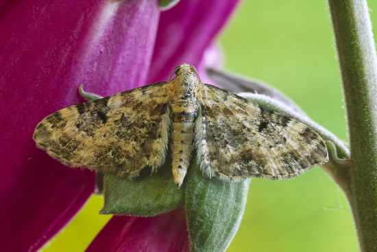 Foxglove Pug Moth Eupithecia Pulchellata Adult Editorial Stock Photo ...