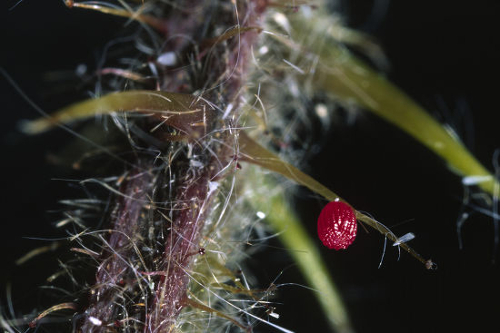 Buff Arches Habrosyne Pyritoides Egg Laid Editorial Stock Photo - Stock ...