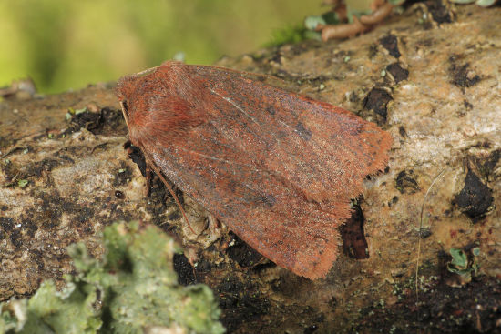 Dark Chestnut Moth Conistra Ligula Adult Editorial Stock Photo - Stock ...