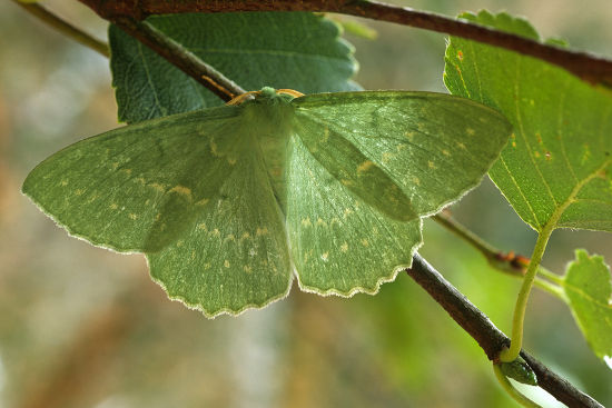 Large Emerald Moth Geometra Papilionaria Adult Editorial Stock Photo ...