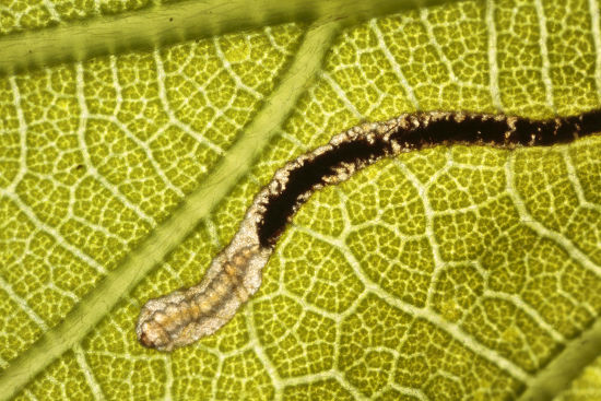 Leafminer Moth Stigmella Sp Larva Feeding Editorial Stock Photo - Stock ...