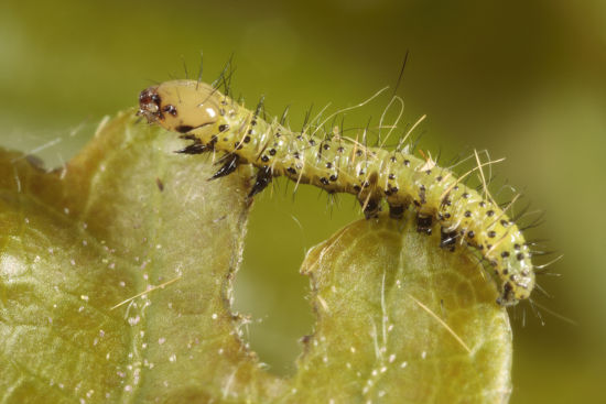 Great Prominent Moth Peridea Anceps Caterpillar Editorial Stock Photo ...