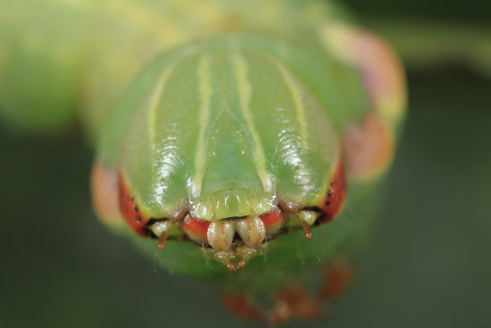 Great Prominent Moth Peridea Anceps Caterpillar Editorial Stock Photo ...