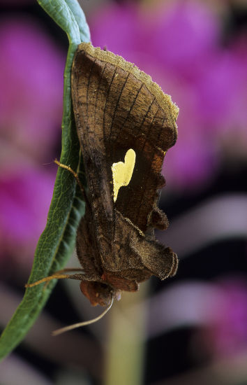 Gold Spangle Moth Autographa Bracrea Resting Editorial Stock Photo ...