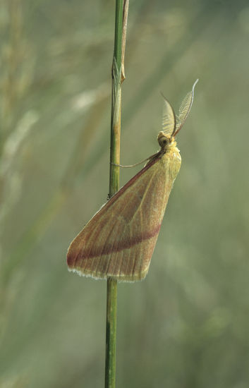 Vestal Moth Rhodometra Sacraria Male Resting Editorial Stock Photo ...