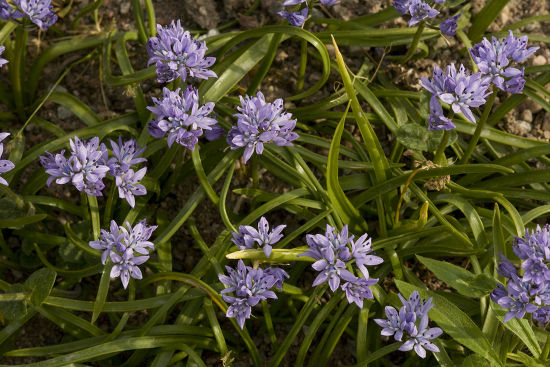 Spring Squill Scilla Verna Flowering Growing Editorial Stock Photo ...