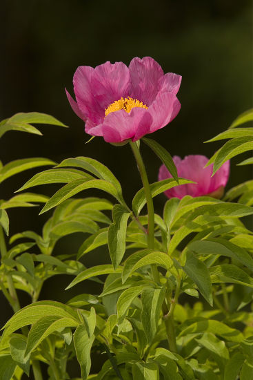 European Peony Paeonia Officinalis Flower Growing Editorial Stock Photo ...