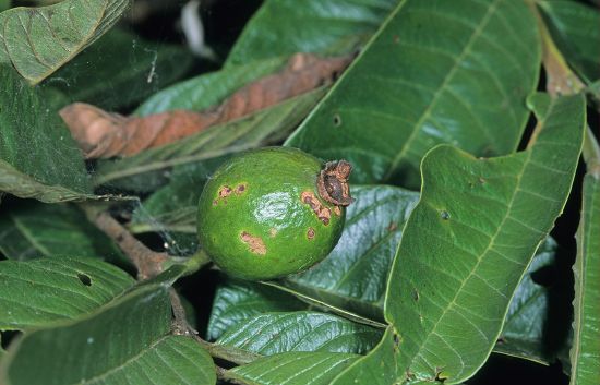 Guava Psidium Guajava Fruit On Branch Editorial Stock Photo - Stock ...