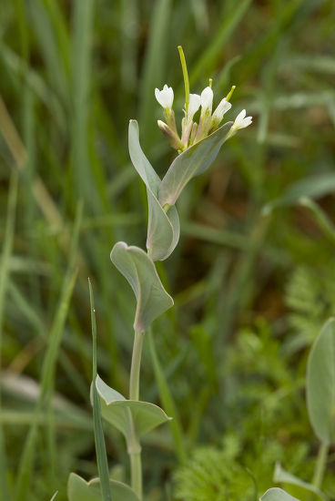 Hares Ear Cabbage Conringia Orientalis Flowering Editorial Stock Photo ...