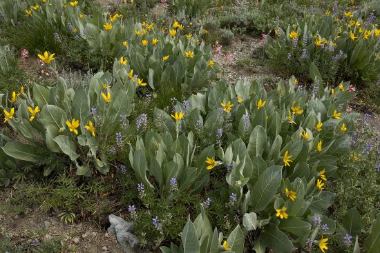 Woolly Mule Ears Wyethia Mollis Flowering Editorial Stock Photo - Stock ...