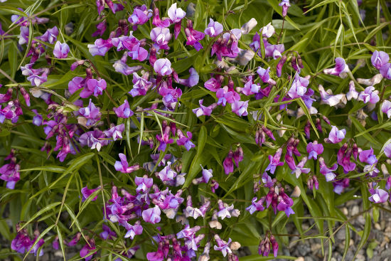 Spring Vetchling Lathyrus Vernus Flowering England Editorial Stock ...