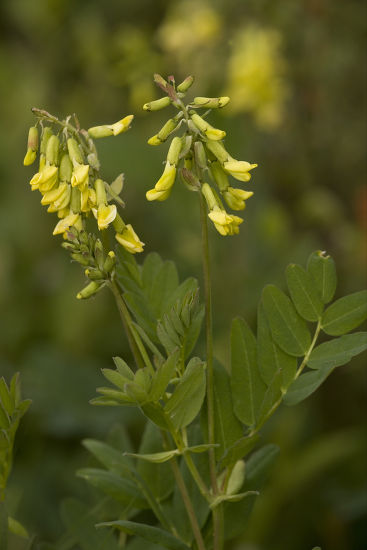 Yellow Alpine Milkvetch Astragalus Frigidus Flowering Editorial Stock ...