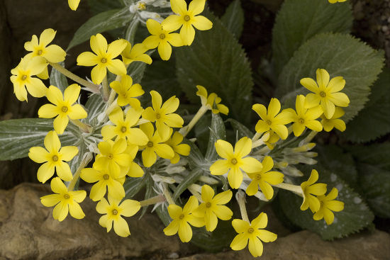 Abyssinian Primrose Primula Verticillata Flowers North Editorial Stock ...