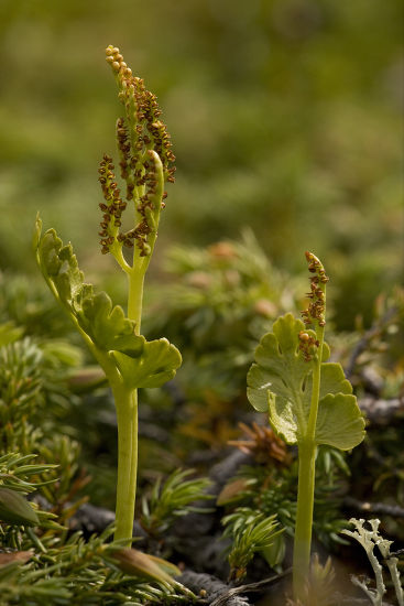 Northern Moonwort Botrychium Boreale Fertile Fronds Editorial Stock ...