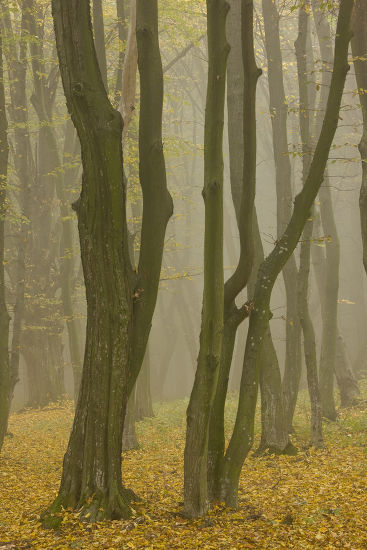 Ancient Wood Pasture Beech Fagus Sp Editorial Stock Photo - Stock Image ...