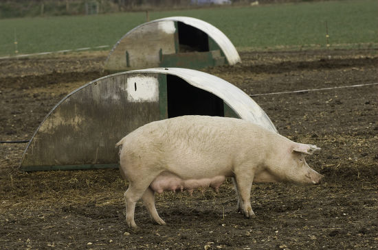 Domestic Pig Freerange Sow Beside Ark Editorial Stock Photo - Stock ...