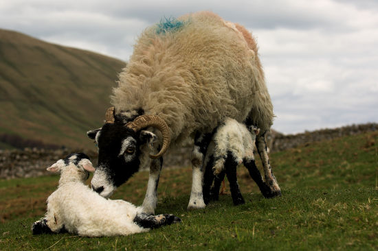 Domestic Sheep Swaledale Ewe Newborn Twin Editorial Stock Photo - Stock Image | Shutterstock