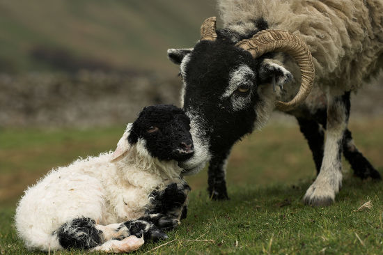 Domestic Sheep Swaledale Ewe Nuzzling One Editorial Stock Photo - Stock Image | Shutterstock