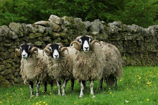 Domestic Sheep Swaledale Rams Standing Front Editorial Stock Photo - Stock Image | Shutterstock