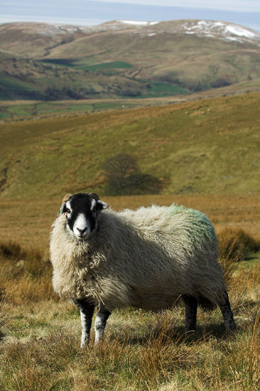Domestic Sheep Swaledale Ewe Standing On Editorial Stock Photo - Stock Image | Shutterstock