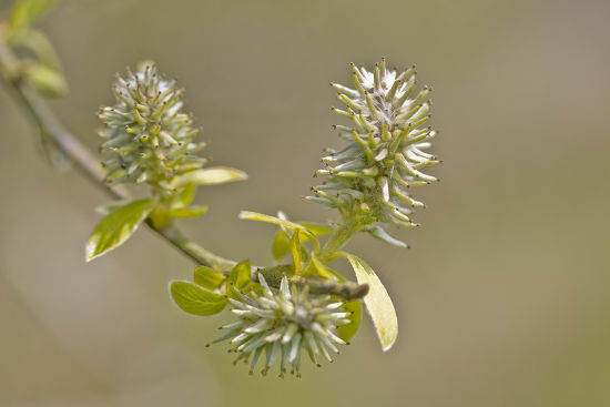 Common Sallow Salix Cinerea Opening Leaves Editorial Stock Photo ...