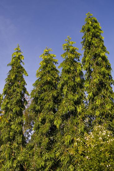 Indian Mast Tree Polyalthia Longifolia Pendula - Foto de stock de ...