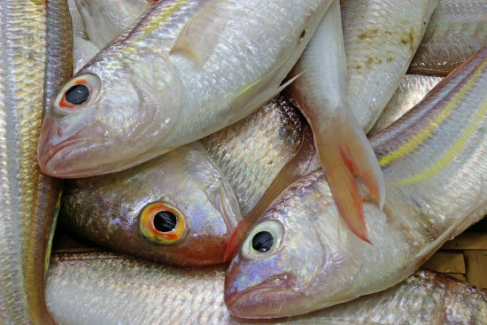 Commercial Fishing Closeup Caught Tropical Fish Editorial Stock Photo ...