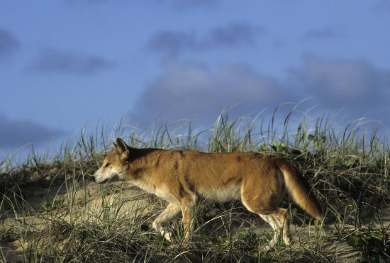 Dingo Canis Dingo Walking Along Sea Editorial Stock Photo - Stock Image ...