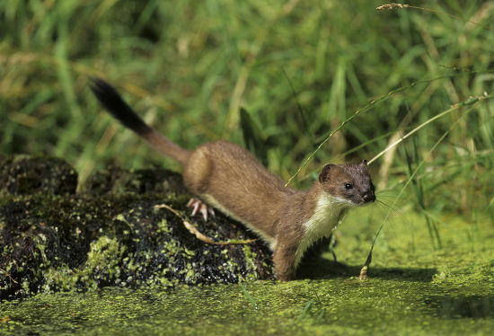 Stoat Mustela Erminea Front Feet Water Editorial Stock Photo - Stock ...