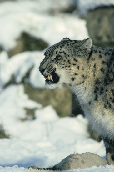 Snow Leopard Panthera Uncia Snarling Editorial Stock Photo - Stock ...