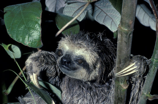 Threetoed Sloth Bradypus Tridactylus Tree Editorial Stock Photo - Stock ...