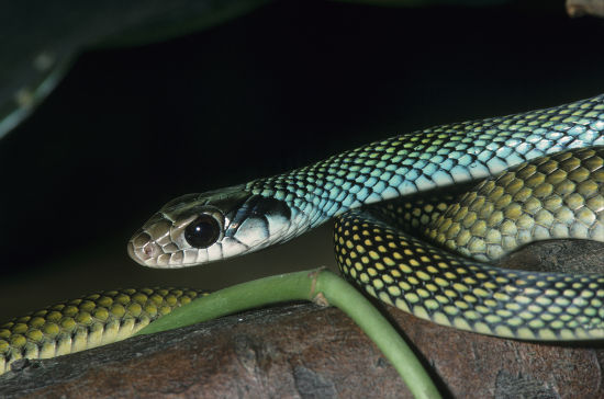 Jewel Snake Dryombius Margaretiferus Editorial Stock Photo - Stock ...