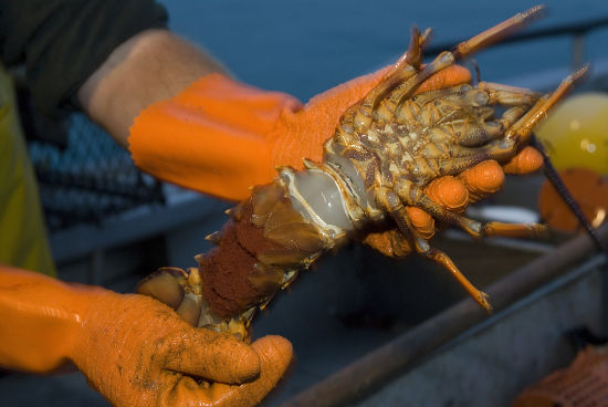 Catch Southern Rock Lobster Jasus Edwardsii Editorial Stock Photo ...