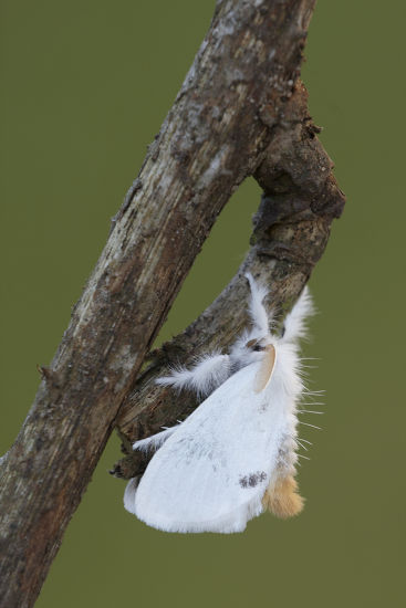Yellowtail Moth Euproctis Similis Adult Male Editorial Stock Photo ...