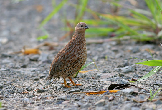 Brown Quail Coturnix Ypsilophora Adult Walking Editorial Stock Photo ...