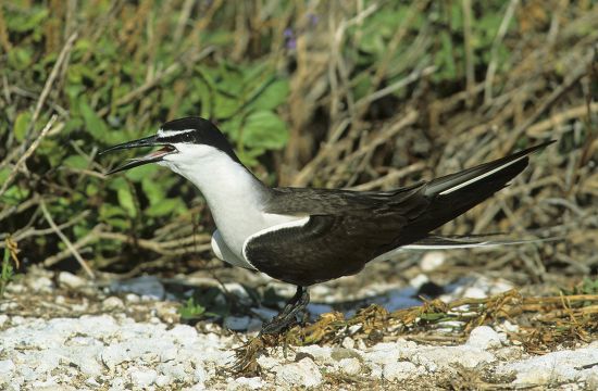 Bridled Tern Sterna Anaethetus Adult Calling Editorial Stock Photo ...