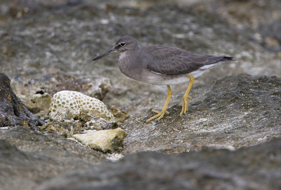 Wandering Tattler Tringa Incana Adult Nonbreeding Editorial Stock Photo ...