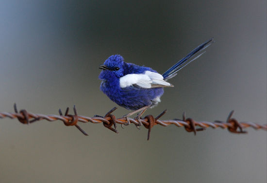 Whitewinged Fairywren Malurus Leucopterus Adult Male Editorial Stock ...