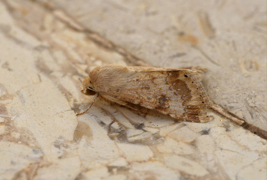Eastern Bordered Straw Moth Heliothis Nubigera Editorial Stock Photo ...