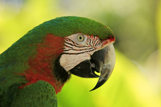 Macaw Hybrid Ara Hybrid Adult Portrait Editorial Stock Photo - Stock ...