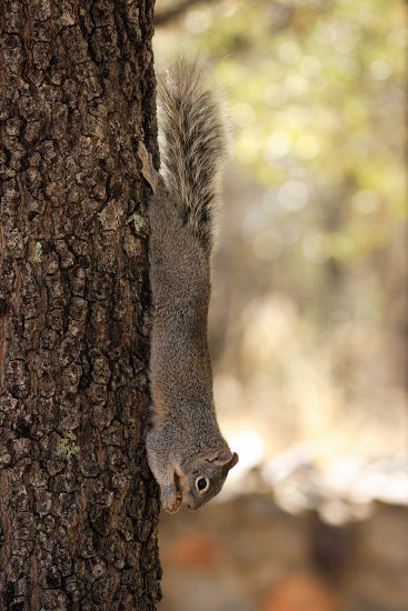 Arizona Grey Squirrel Sciurus Arizonensis Adult Editorial Stock Photo ...