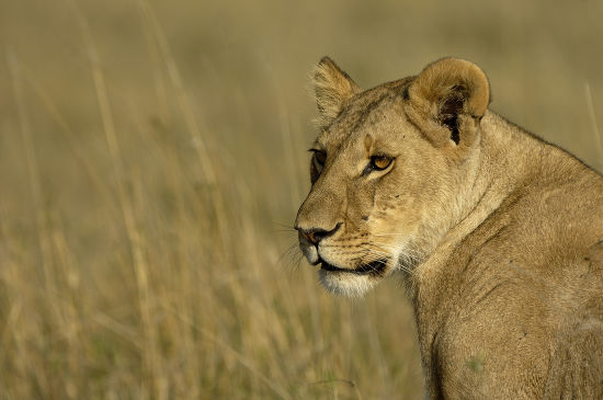Lion Panthera Leo Immature Female Portrait Editorial Stock Photo ...