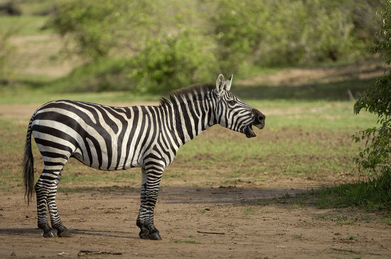 Common Zebra Equus Quagga Adult Female Editorial Stock Photo - Stock ...