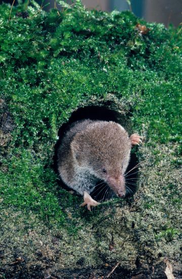Common Shrew Sorex Araneus Emerging Hole Editorial Stock Photo - Stock ...