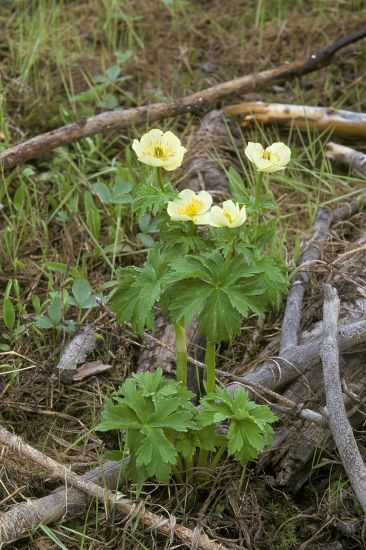 Globe Flower Trollius Laxus Flowering Montana Editorial Stock Photo ...