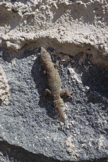 Gecko Hemidactylus Dauricus Tail Regrowing Editorial Stock Photo ...